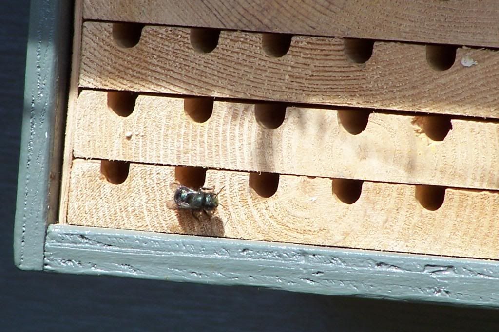 madebyjoey: Mason bees at Playful Learning! madebyjoey: Mason bees at Playful Learning!